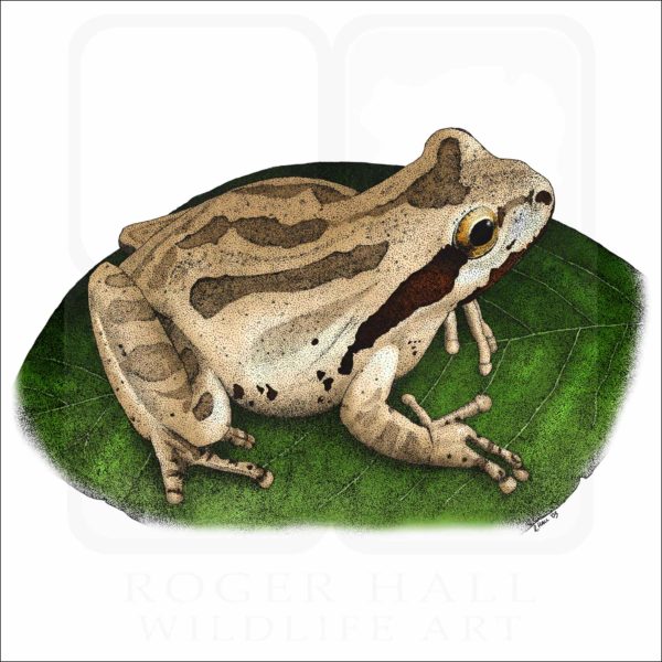 Chilean Tree Frog - Signed Fine Art Print - inkart