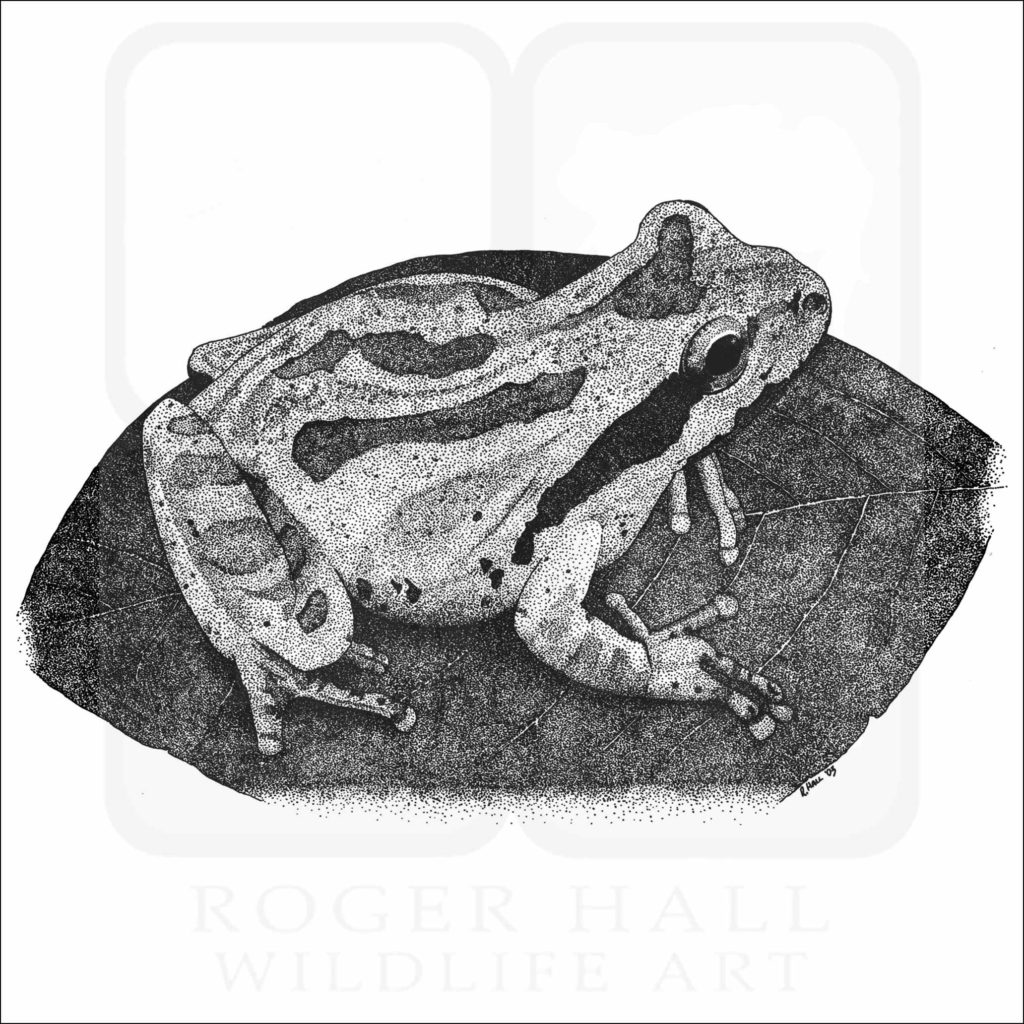Pacific Tree Frog - Signed Fine Art Print