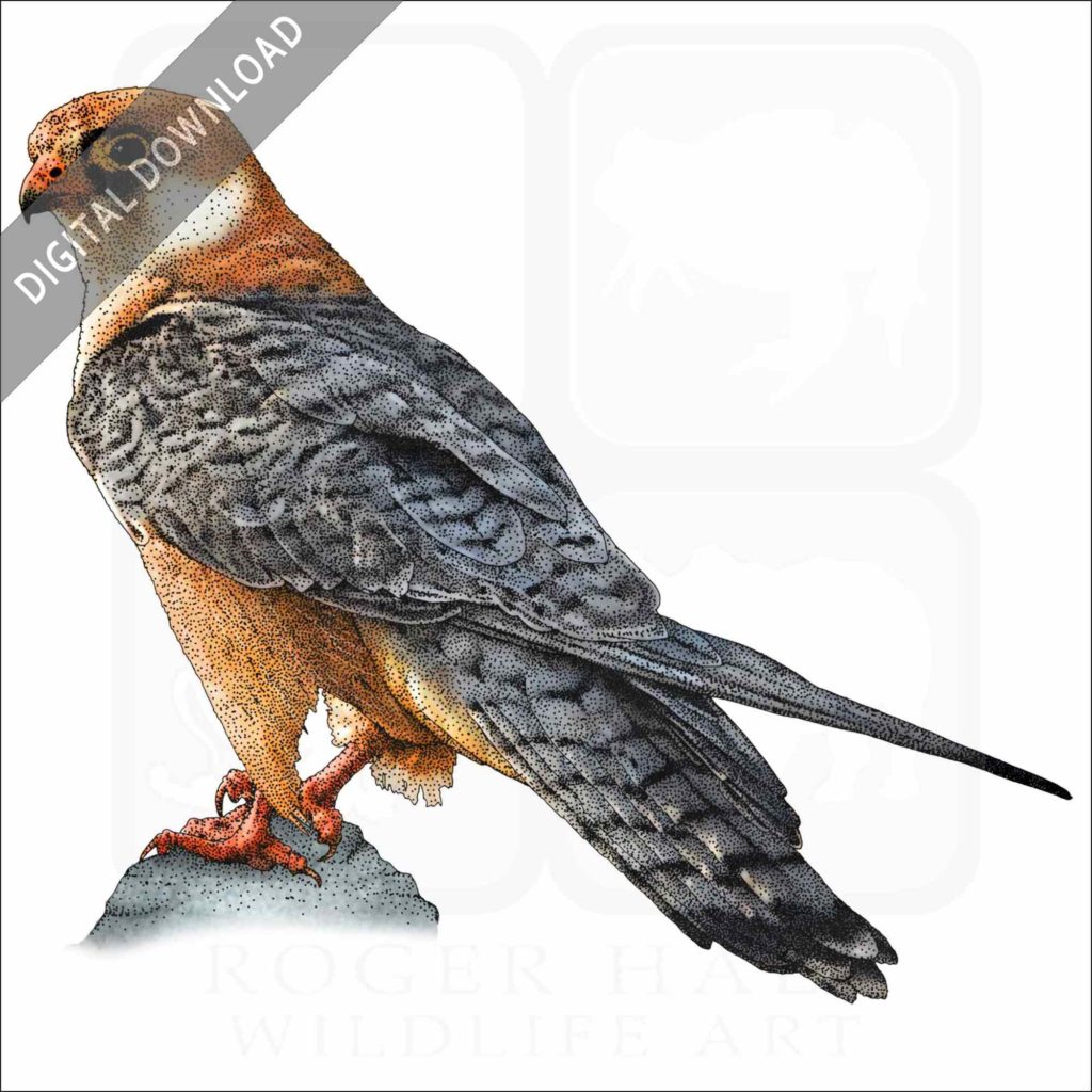 Stock Art Drawing of a Red-Shouldered Hawk