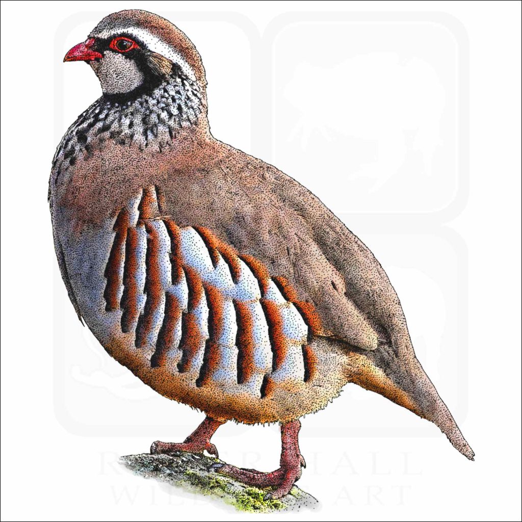 Red-Legged Partridge - Signed Fine Art Print