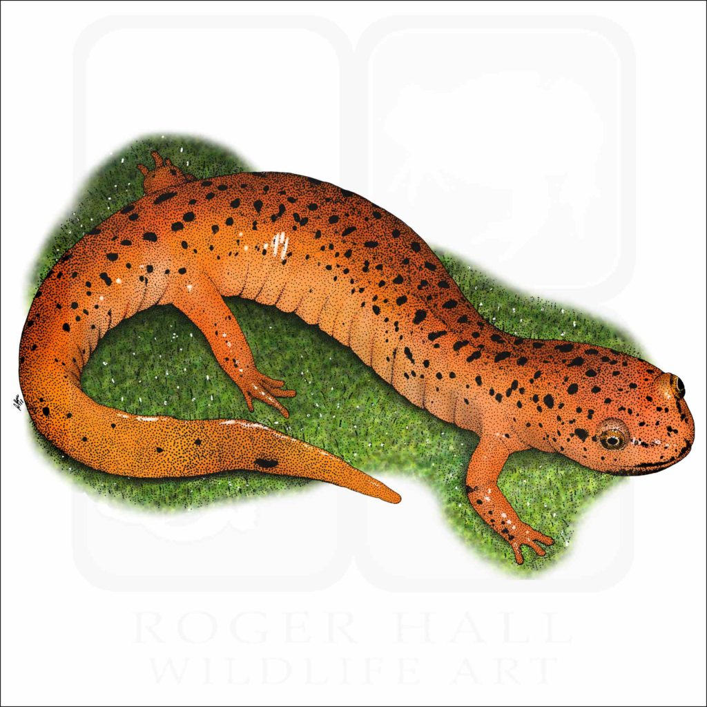 Red Salamander - Signed Fine Art Print