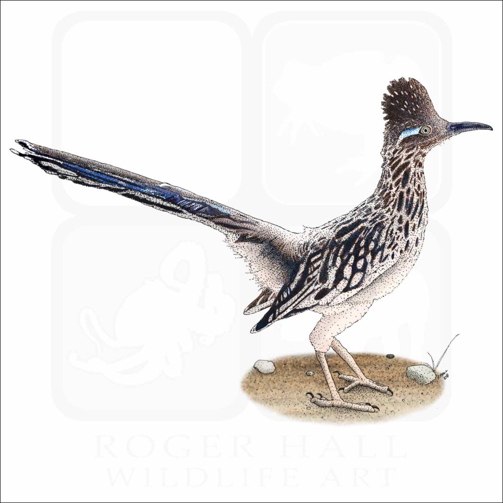 Greater Roadrunner - Signed Fine Art Print – inkart