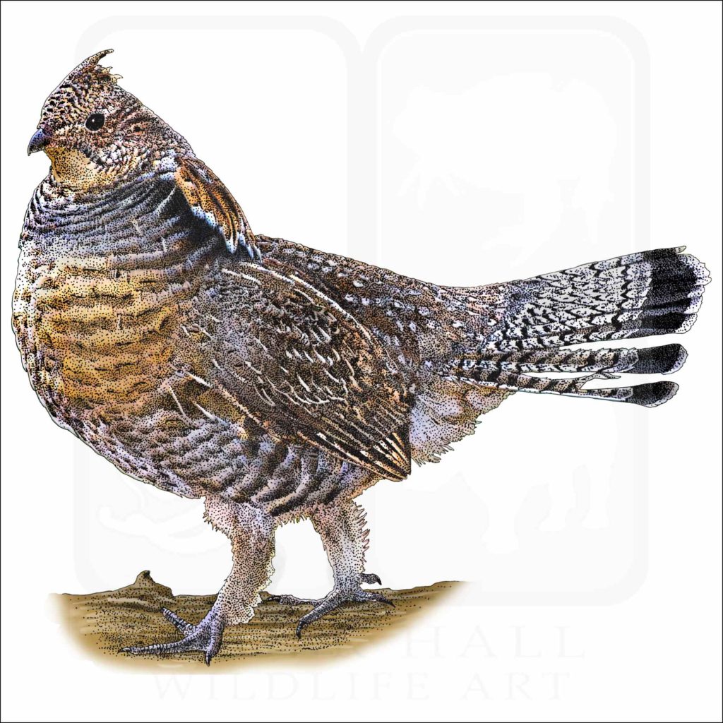 Ruffed Grouse - Signed Fine Art Print