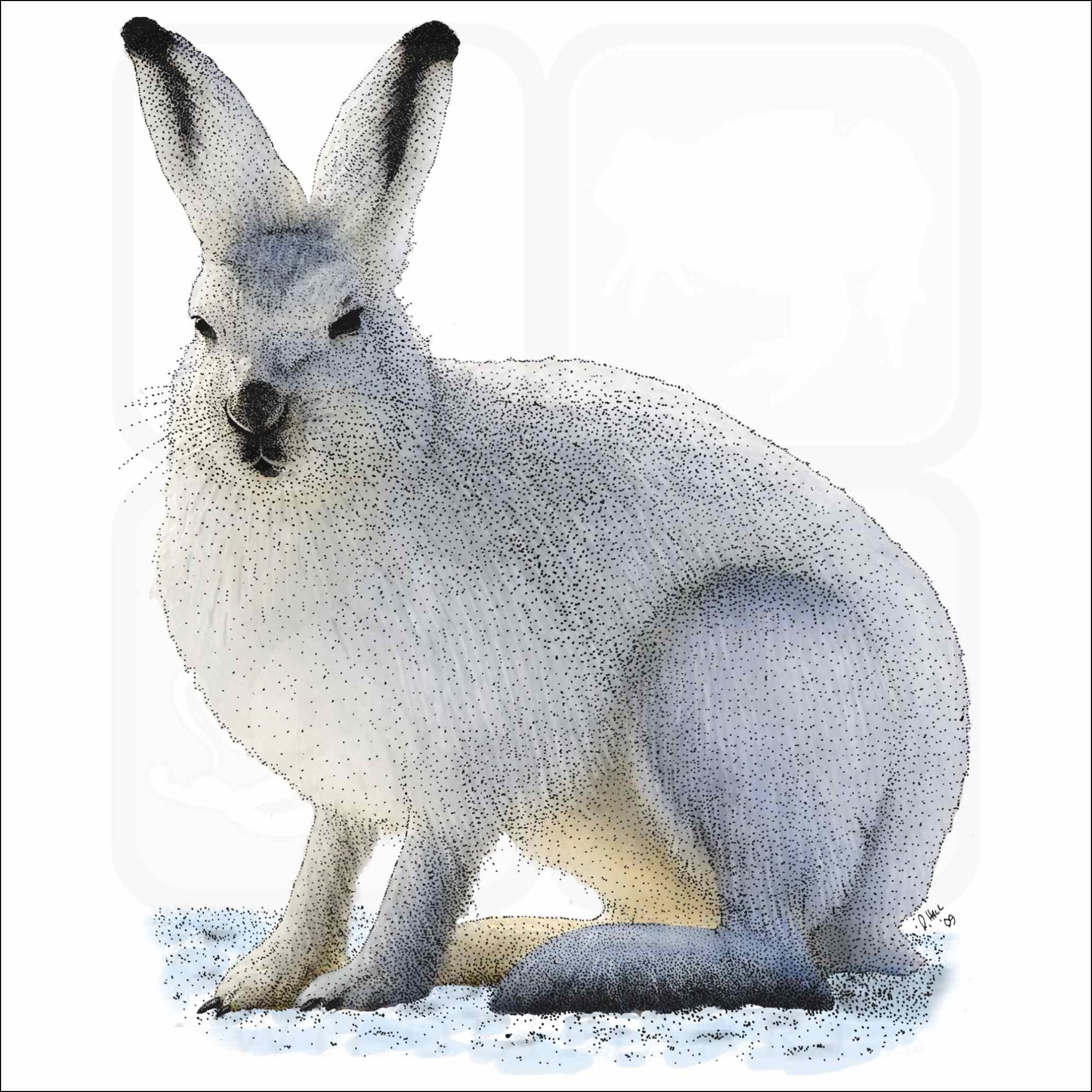 Snowshoe Hare - Signed Fine Art Print