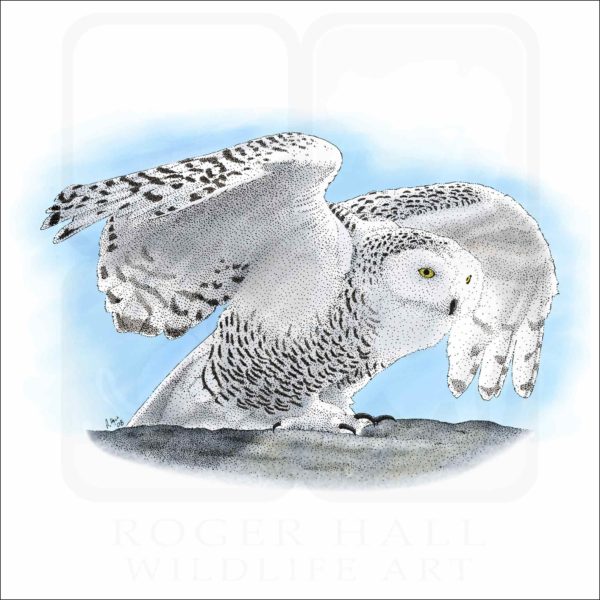 Snowy Owl Poster Print / Infographic