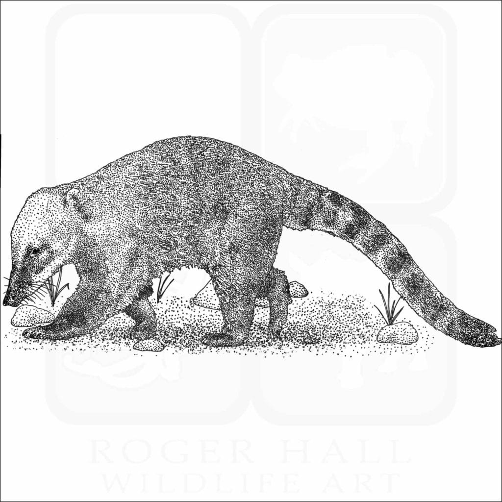 South American Coati - Signed Fine Art Print