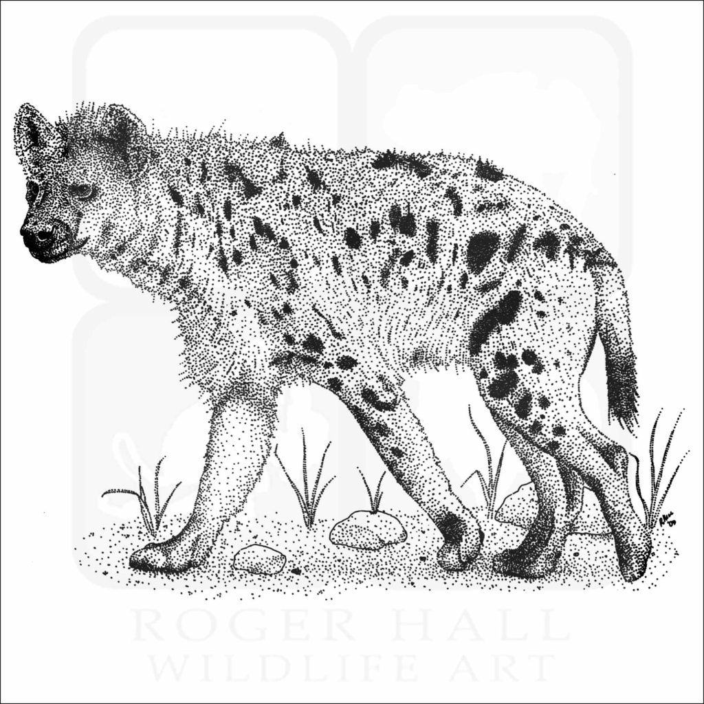 Spotted Hyena - Signed Fine Art Print – inkart
