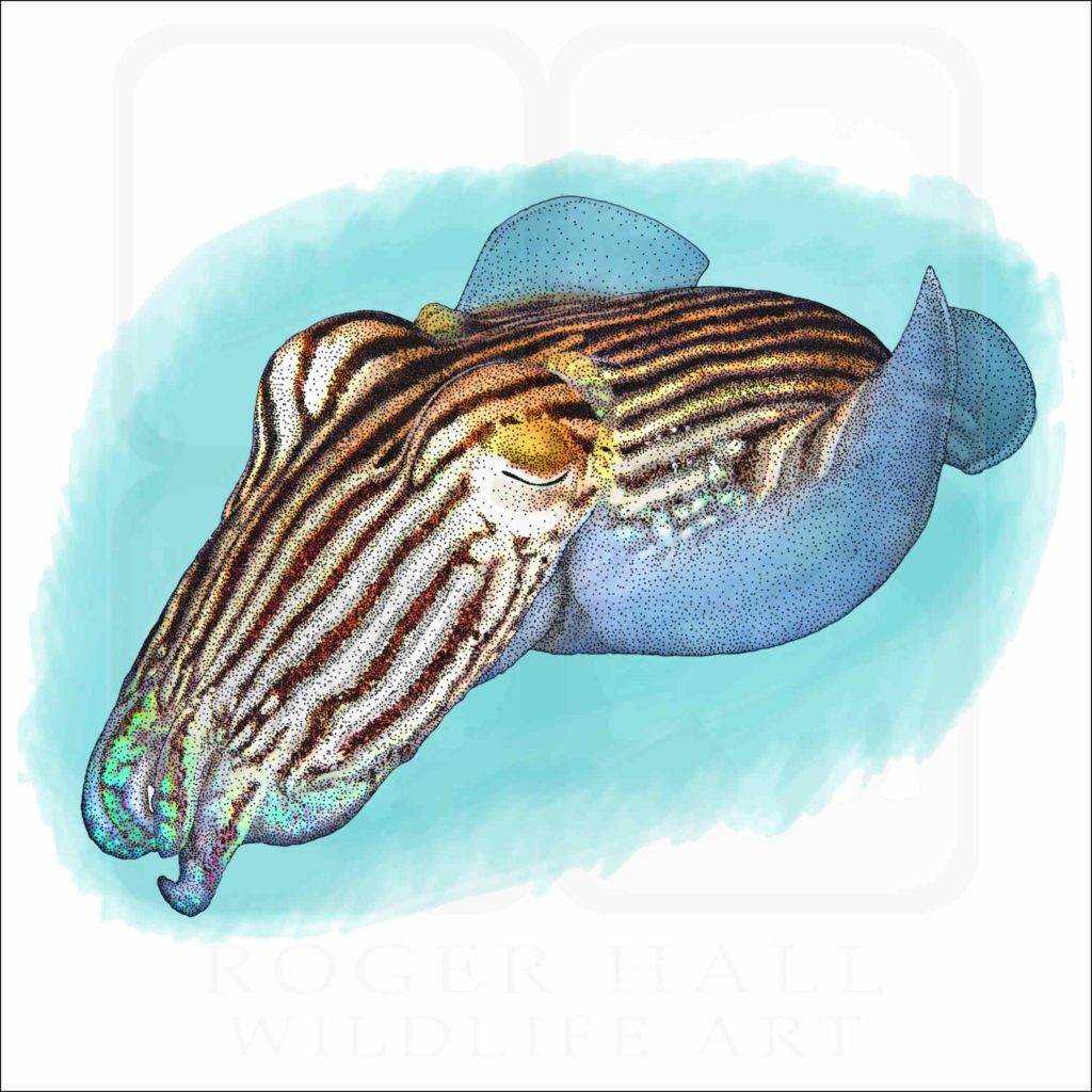 Striped Pajama Squid - Signed Fine Art Print