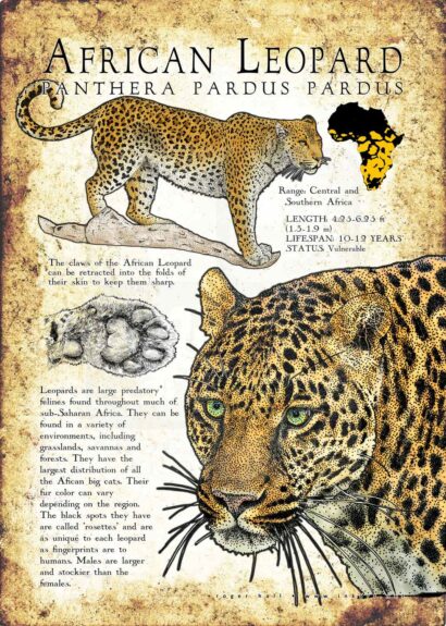 African Lion Poster Print / Infographic