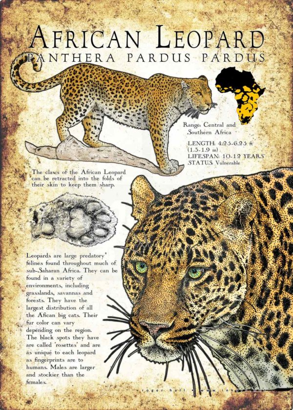 African Lion Poster Print / Infographic
