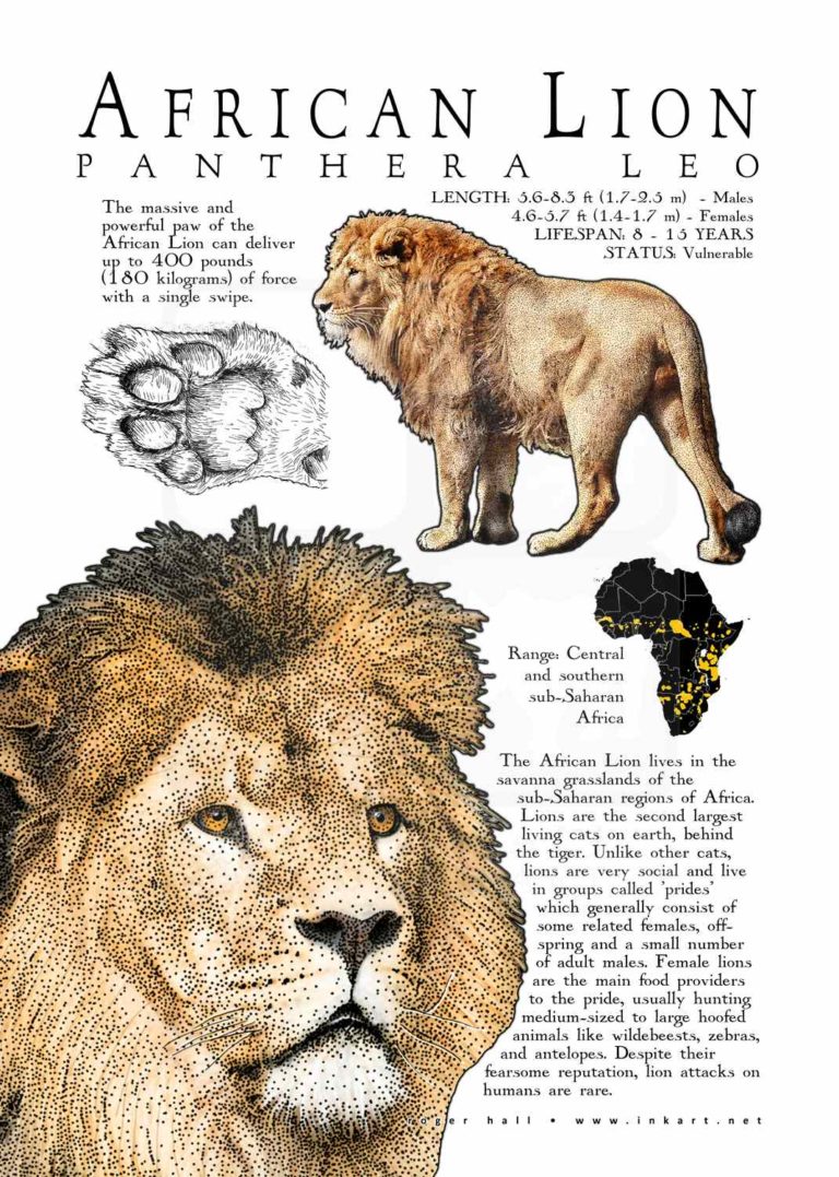 African Lion Poster Print / Infographic
