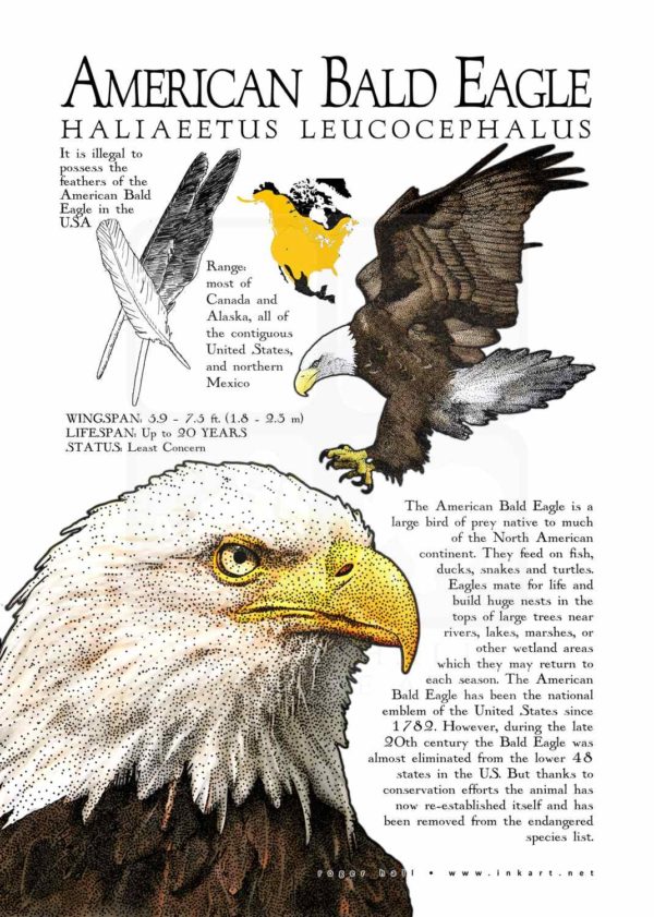American Bald Eagle Poster Print / Infographic
