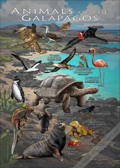 Animals of The Galápagos Poster Print