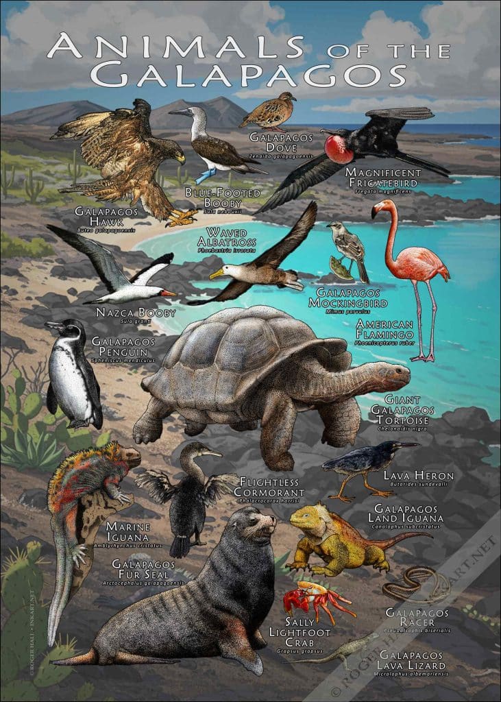 Animals of the Congo Rainforest and Basin Poster print