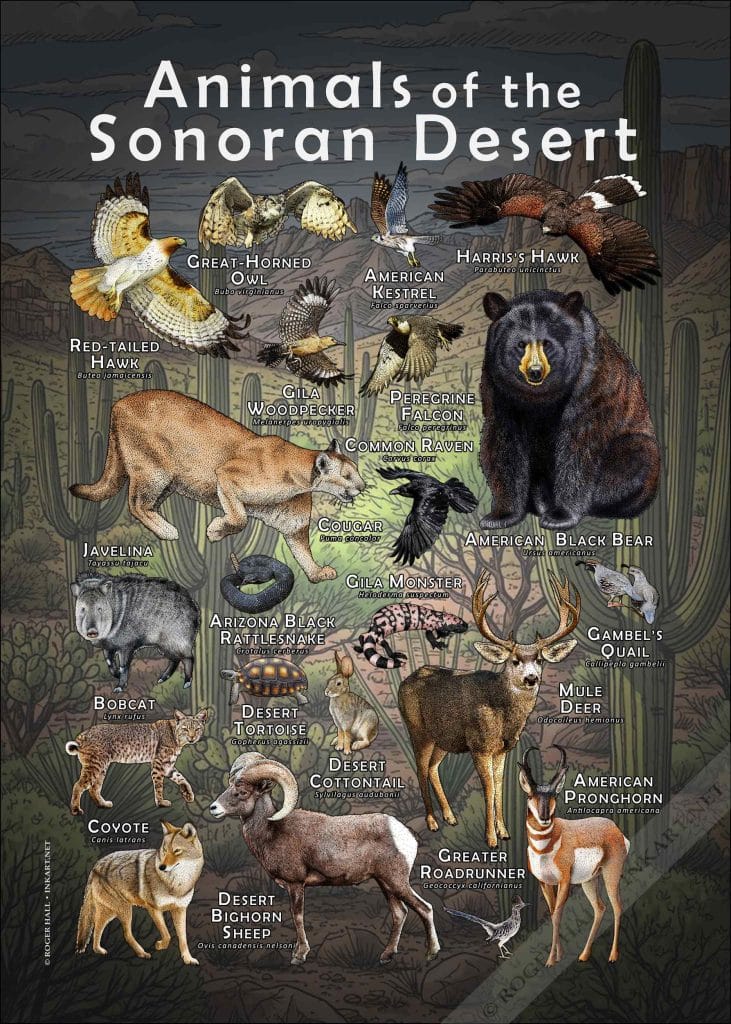 Animals of the Sonoran Desert Poster Print