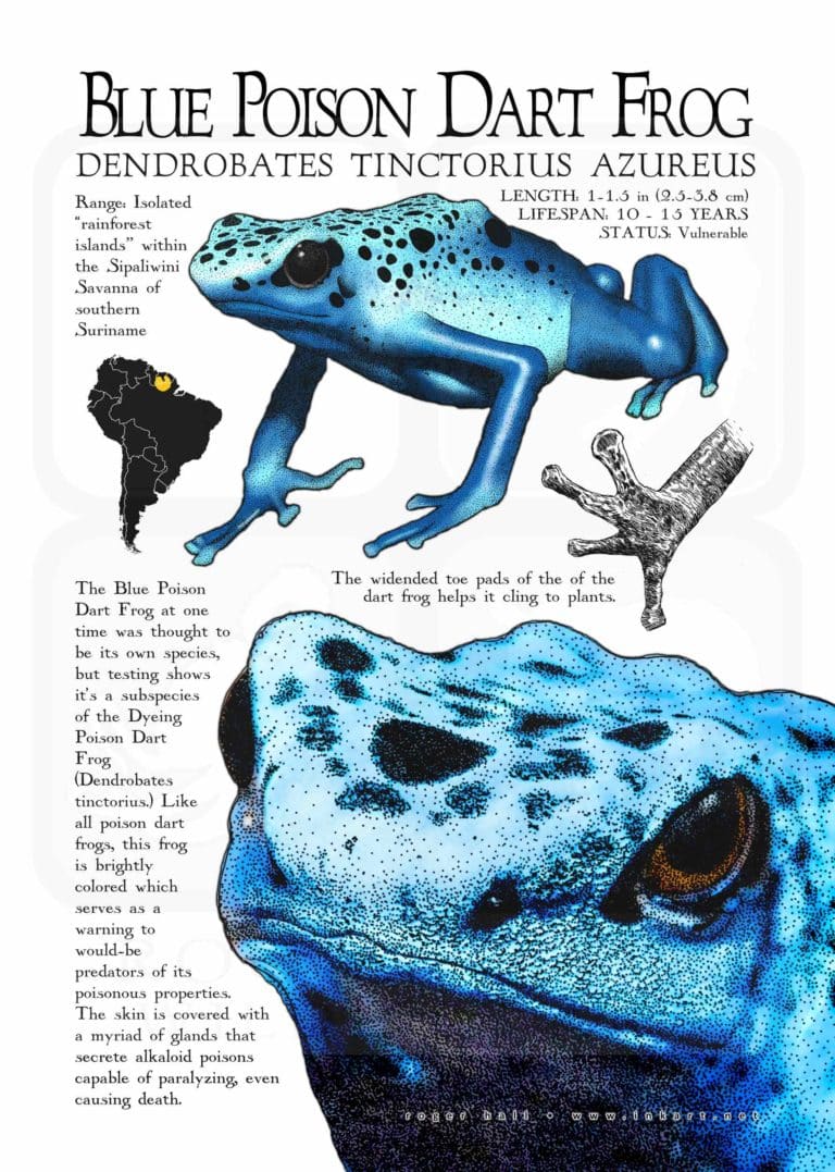 Poison Dart Frogs Poster Print