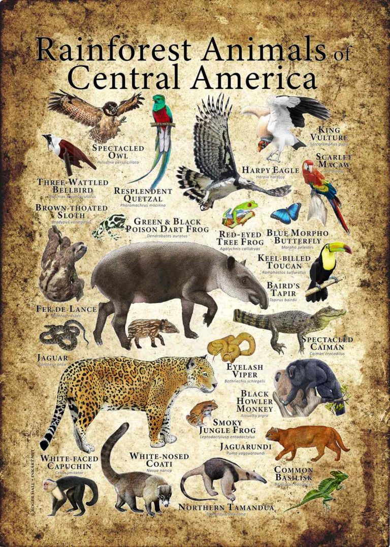 Rainforest Animals of Central America Poster