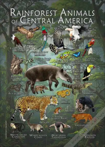 Rainforest Animals of Central America Poster