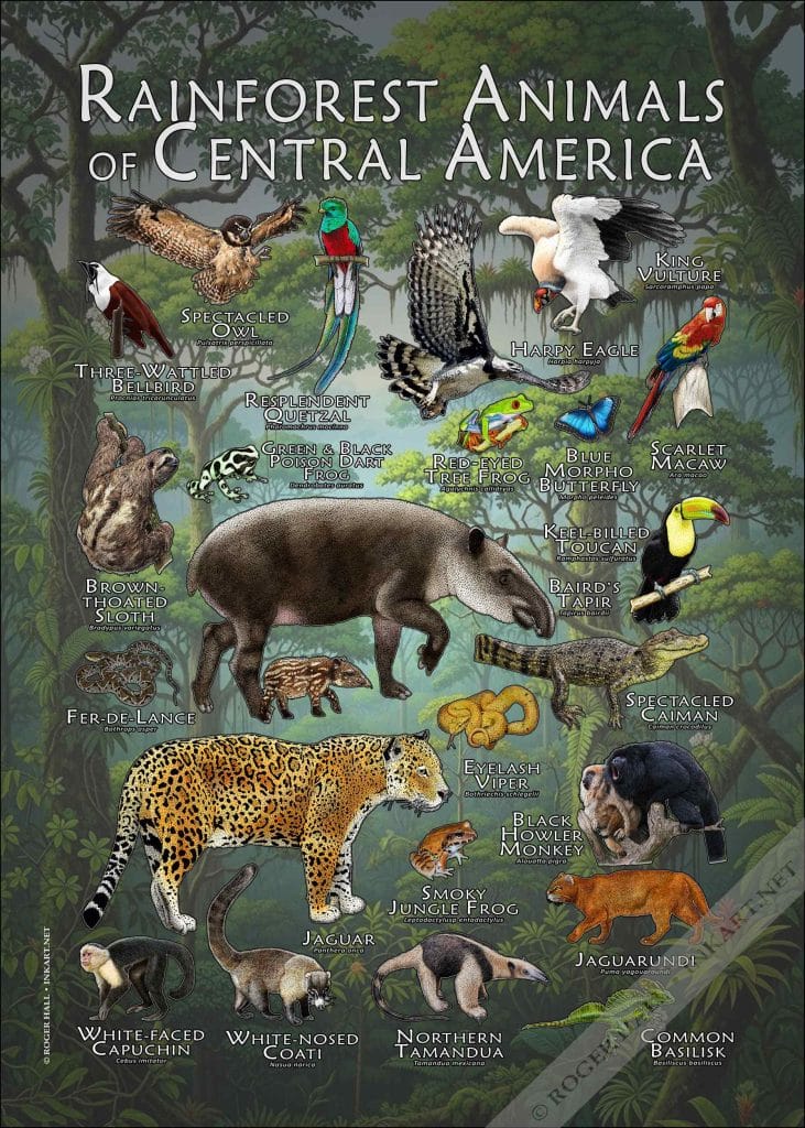 Rainforest Animals of Central America Poster