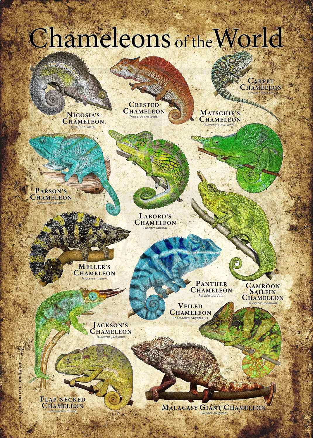 Types Of Chameleons Types Of Chameleons