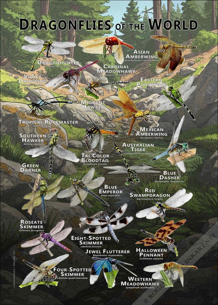 Dragonflies of the World Poster Print