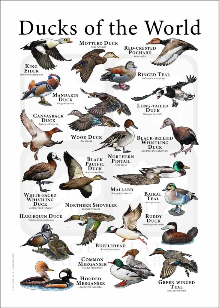 Ducks of the World Poster - Wildlife Illustration