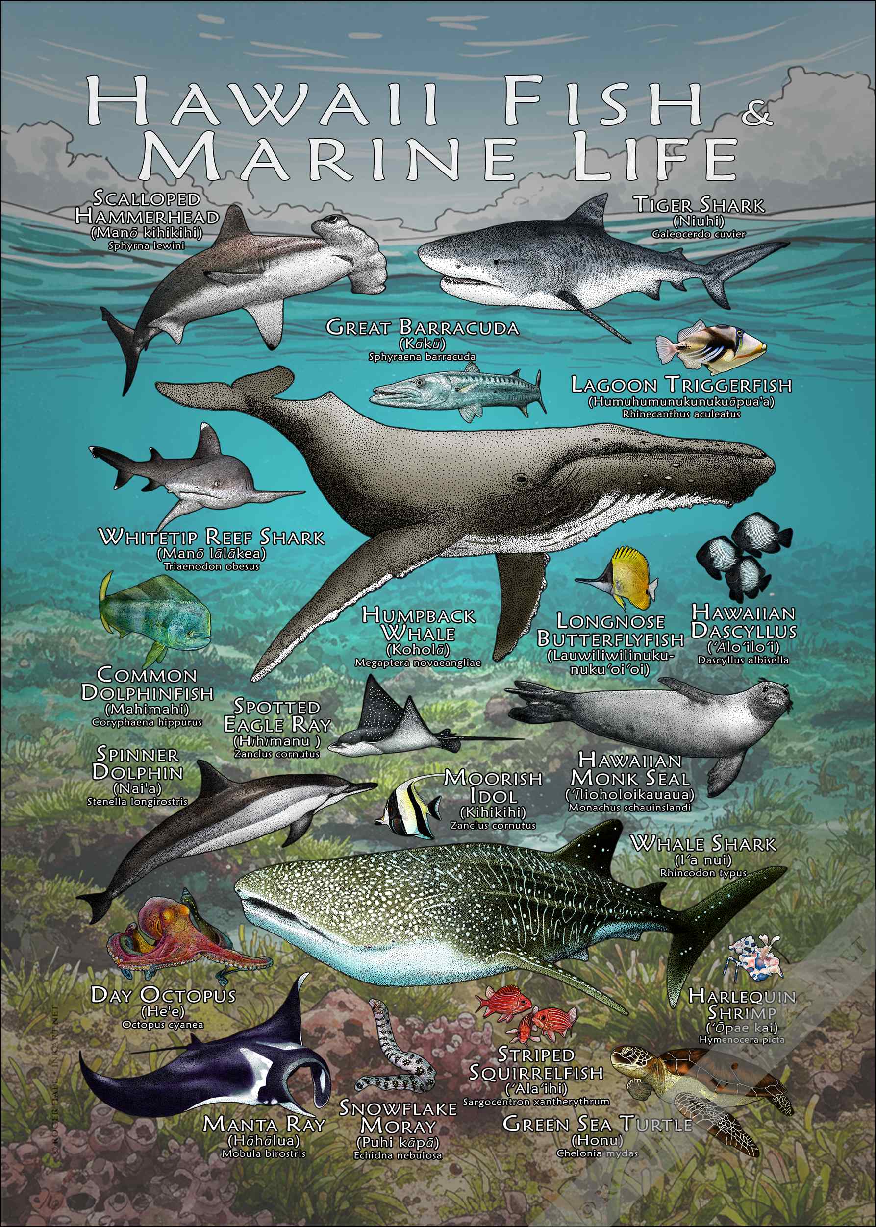 Hawaii Fish & Marine Life Poster - Wildlife Art