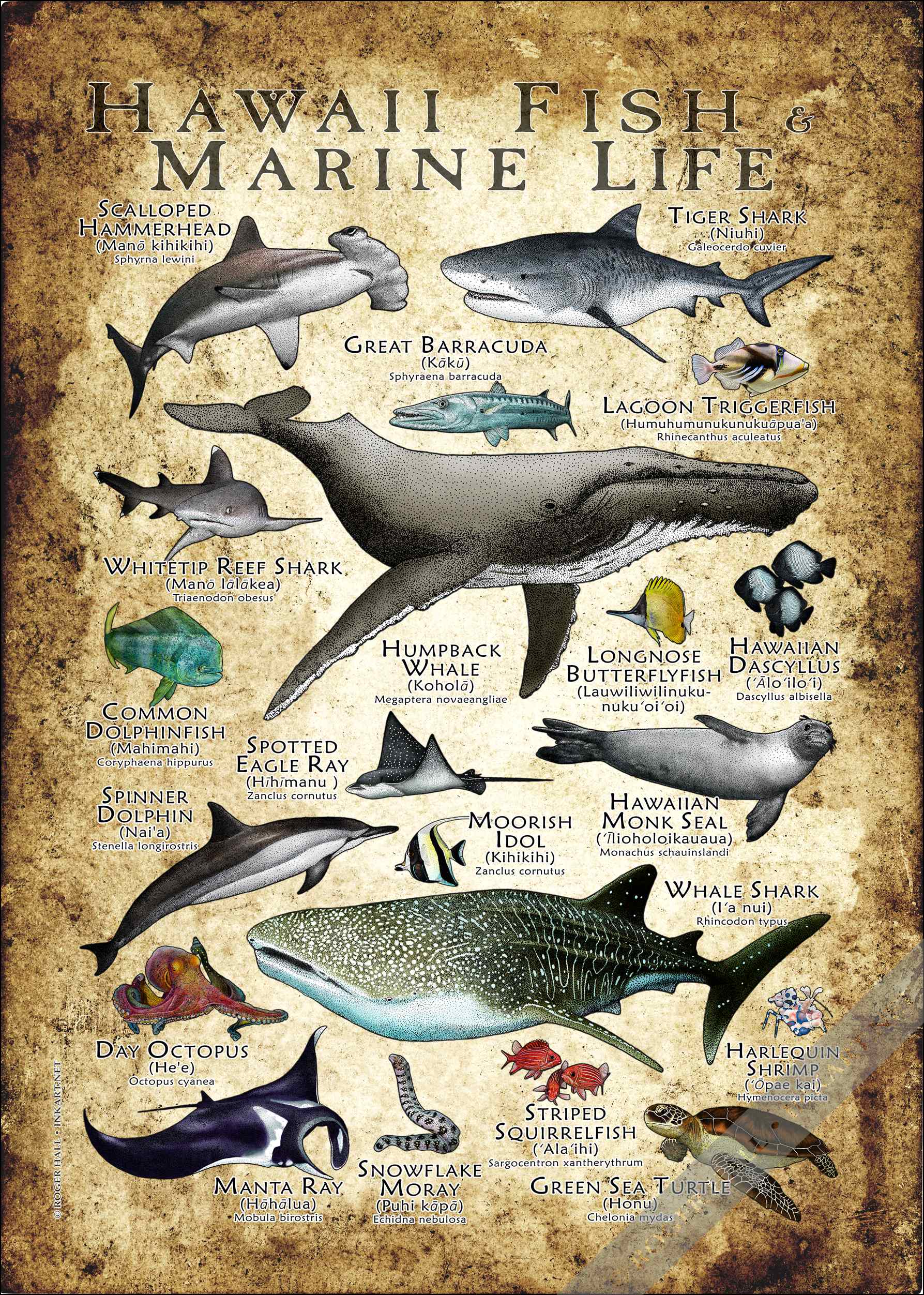 Hawaii Fish & Marine Life Poster - Wildlife Art