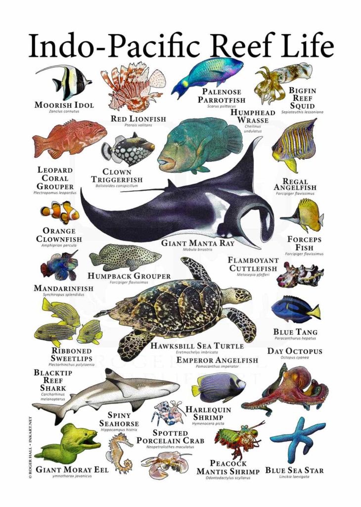 Indo-Pacific Reef Life Poster Print