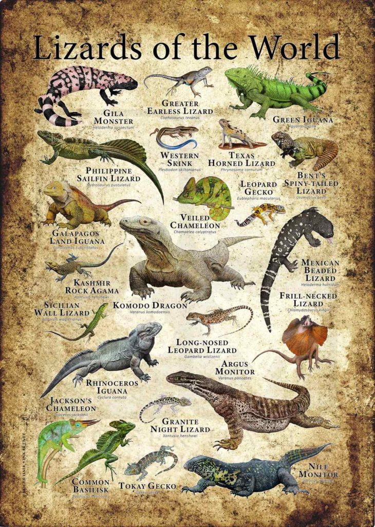 Lizards of the World Poster Print