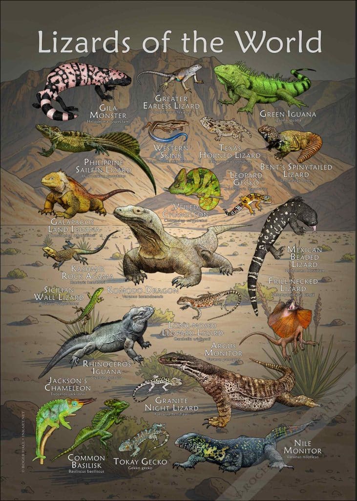 Lizards of the World Poster Print