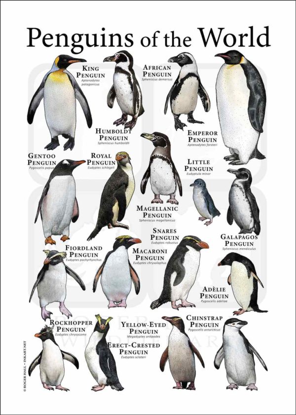Florida State Animals Poster Print
