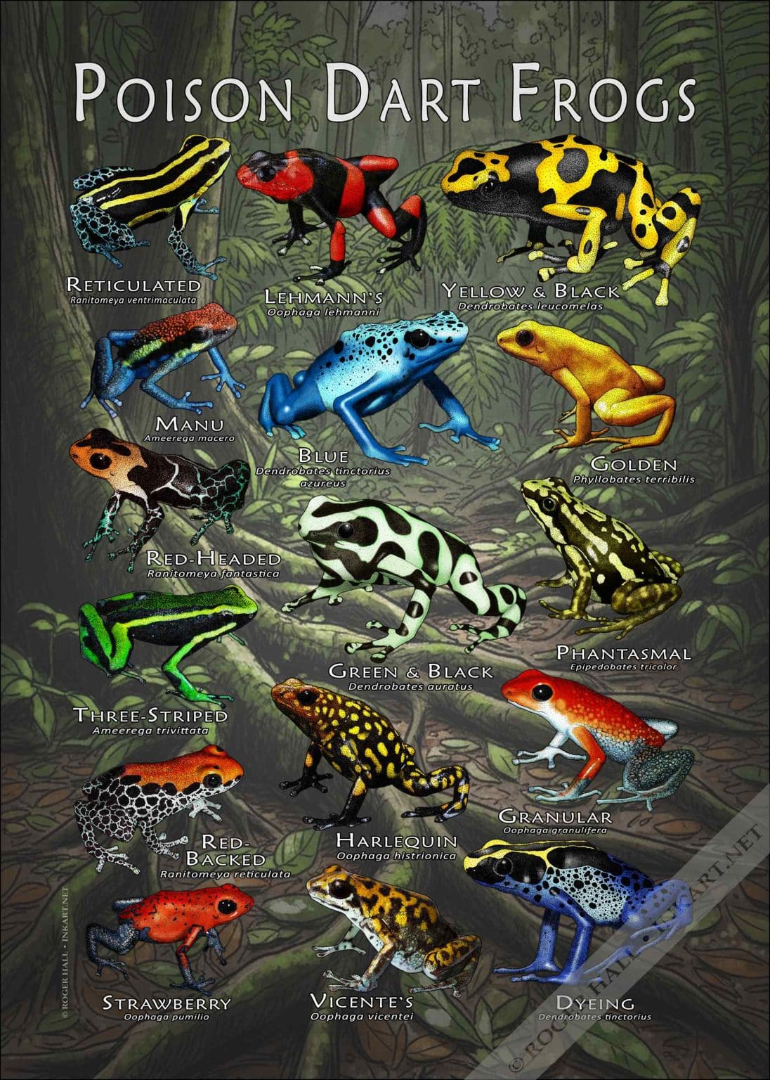 Poison Dart Frogs Poster Print