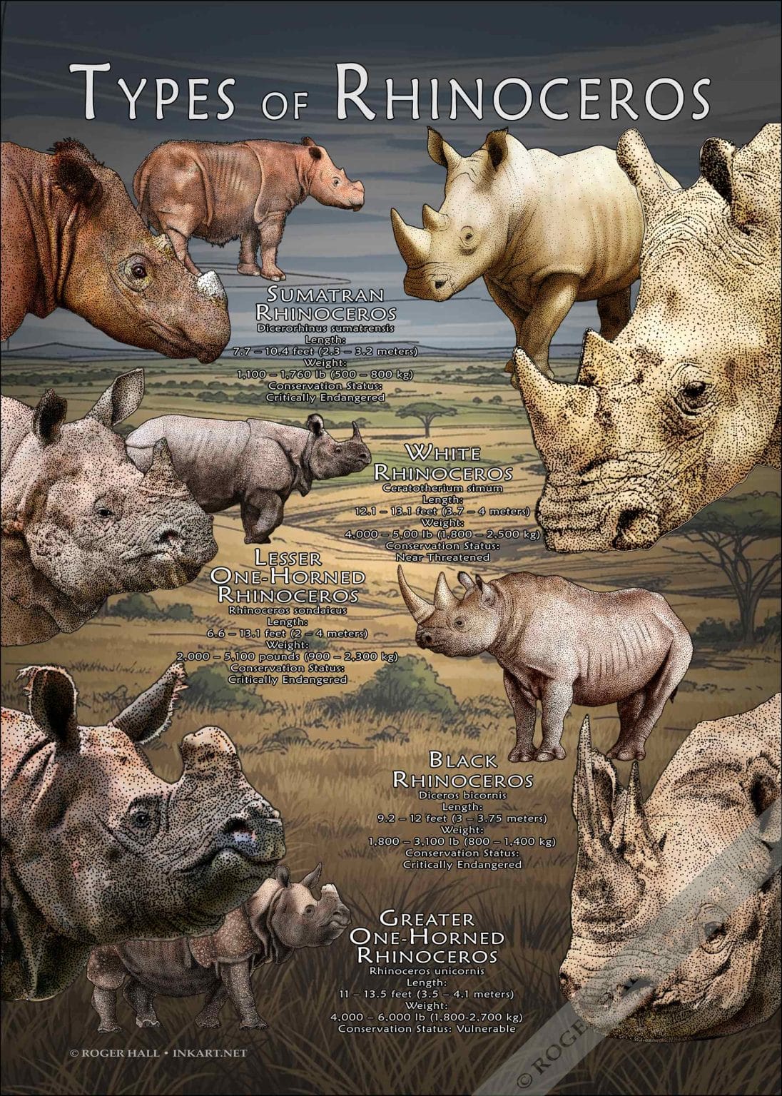 Species of Rhinoceros Poster Print