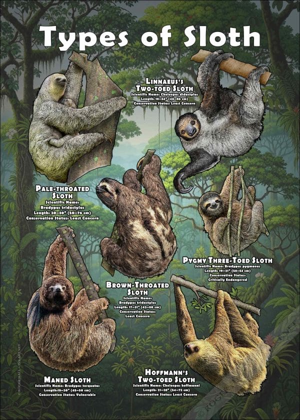 Types of Sloth Poster Print - Wildlife Art