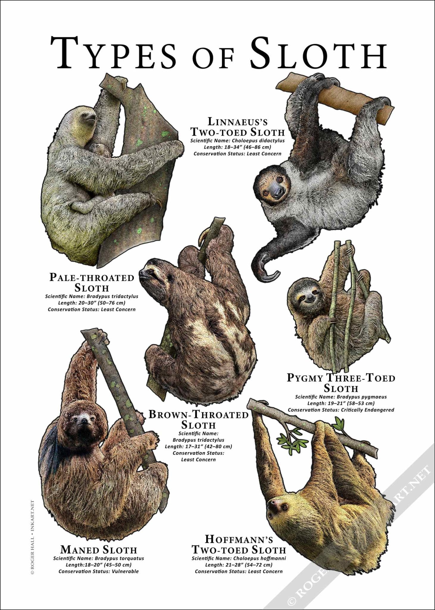 Types of Sloth Poster Print - Wildlife Art