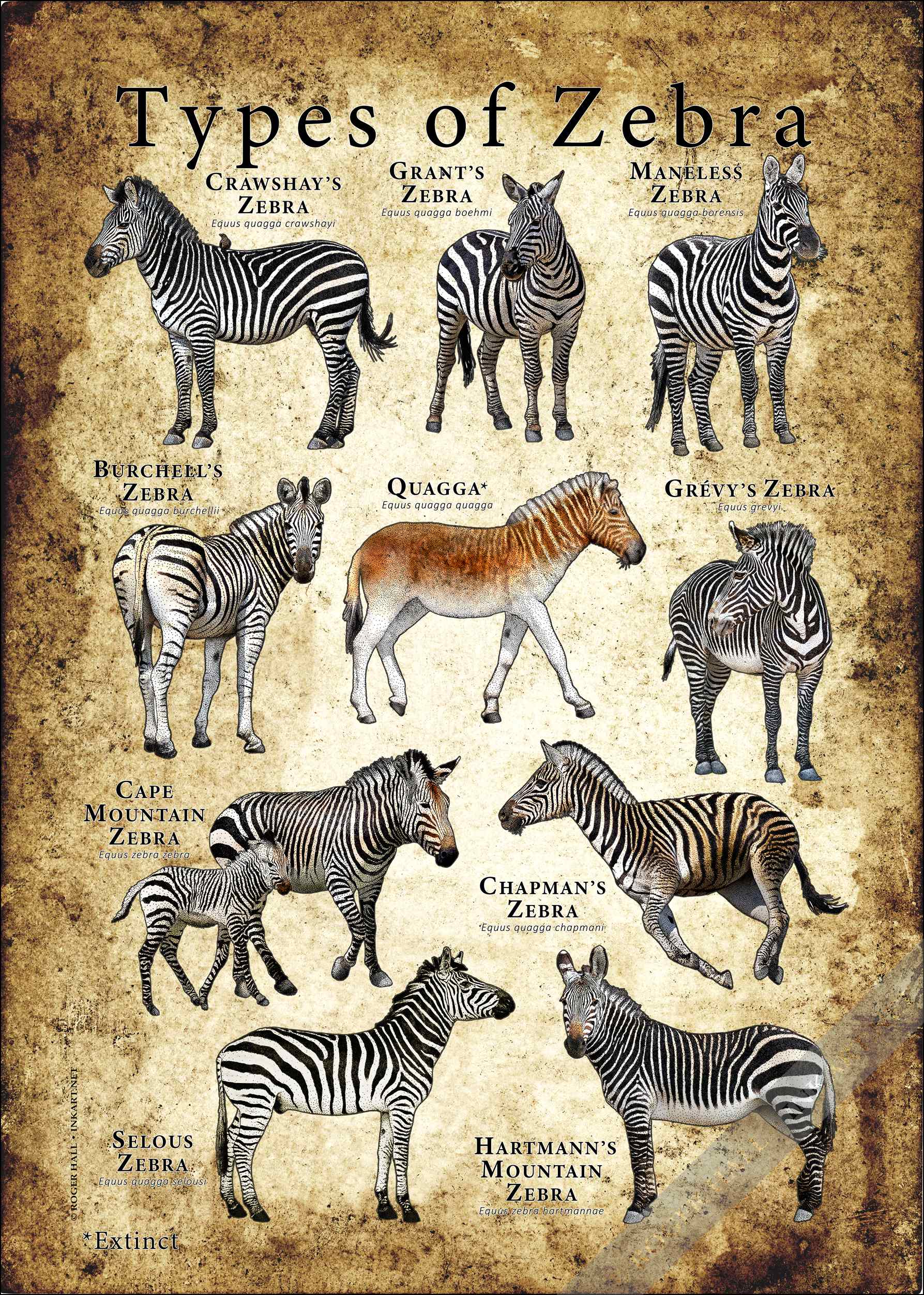 Types of Zebras Poster Print - Art Illustration - inkart