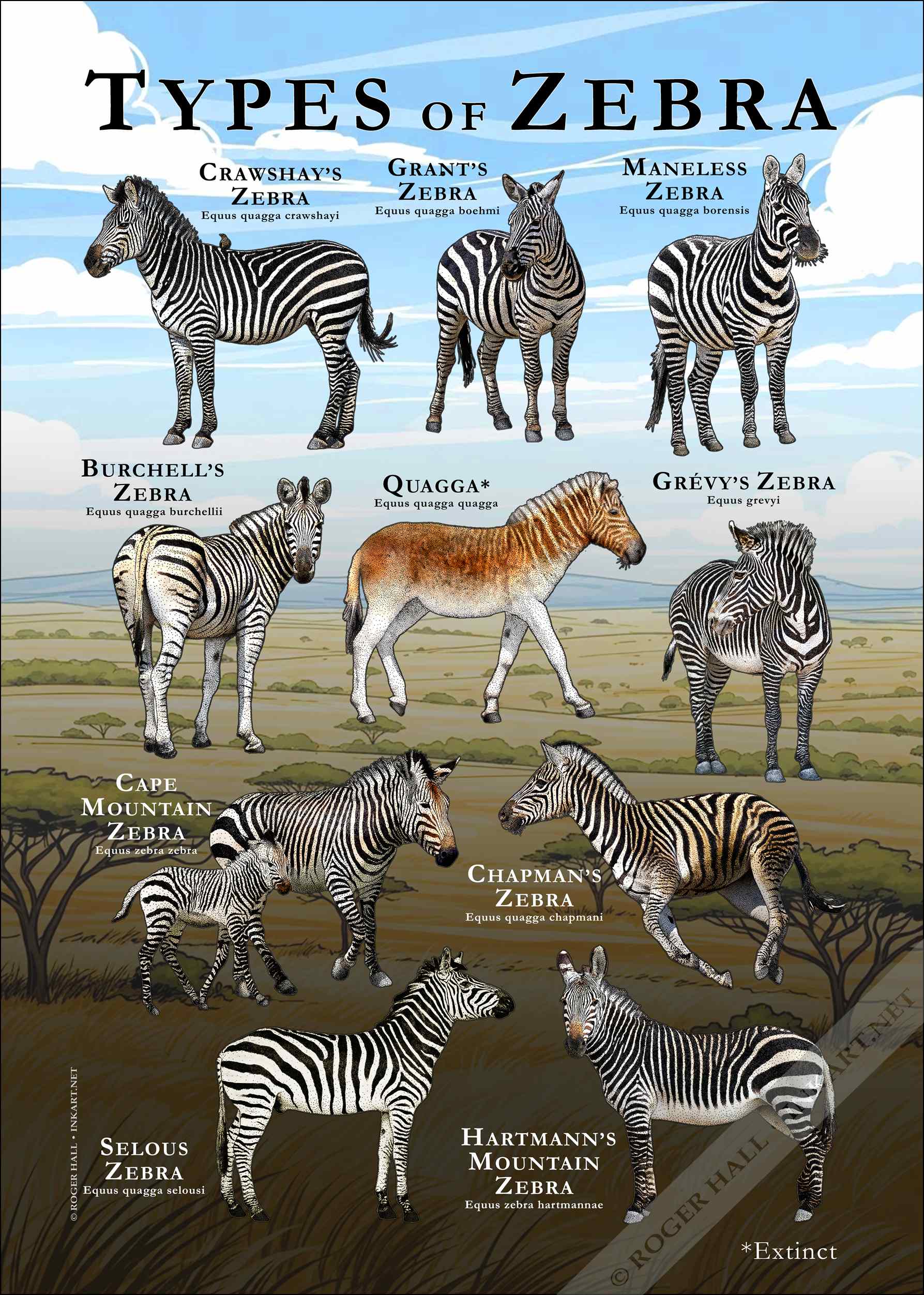 Types of Zebras Poster Print - Art Illustration - inkart