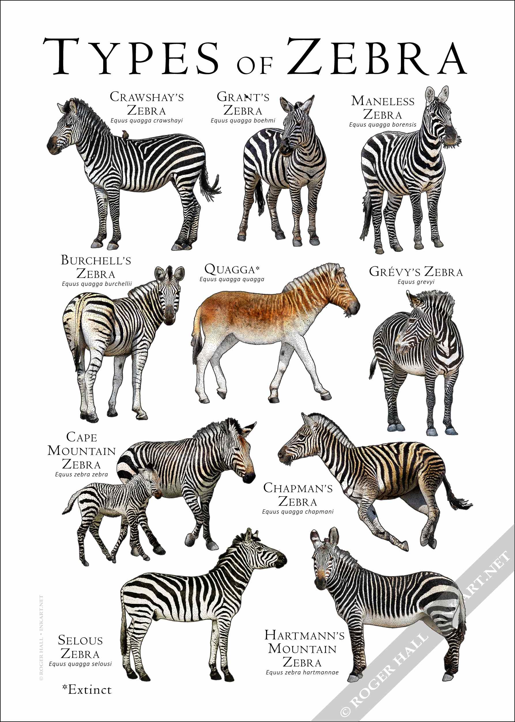 Types of Zebras Poster Print - Art Illustration - inkart