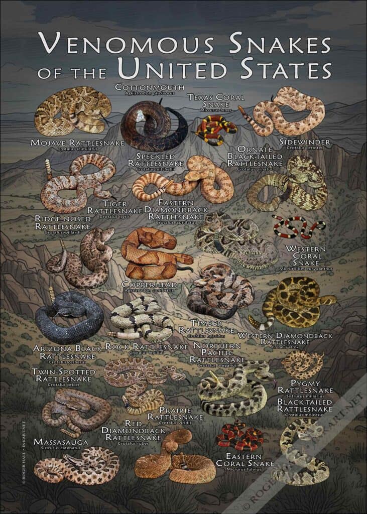 Venomous Snakes of the United States Poster Print