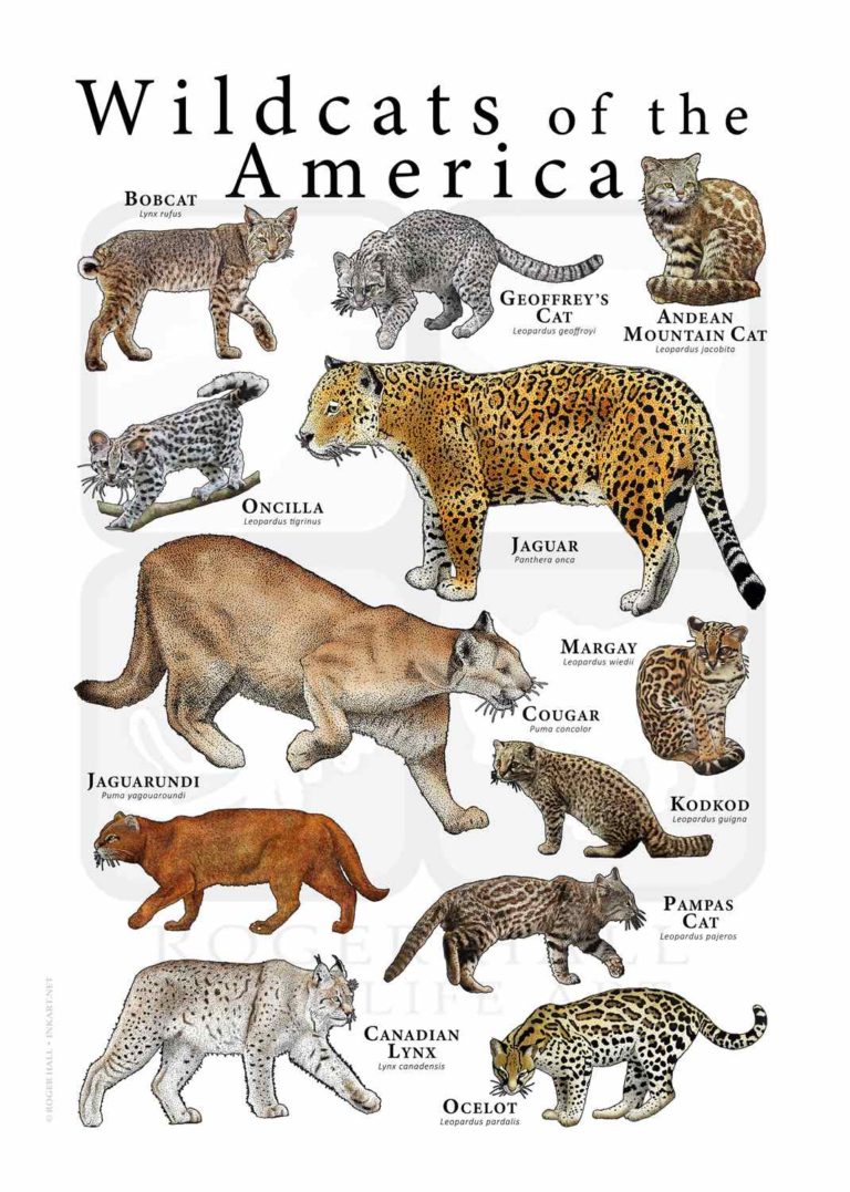 Wild Cats Of The Americas Poster Print Inkart Wild Cats Of The Americas Poster Print Inkart