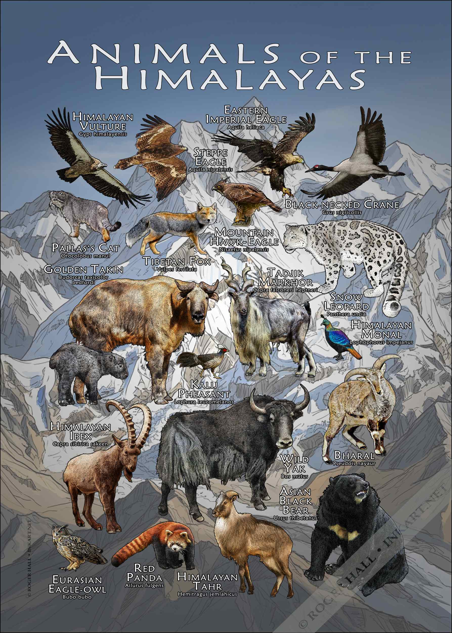 Wildlife of the Himalayan Mountains Poster Print