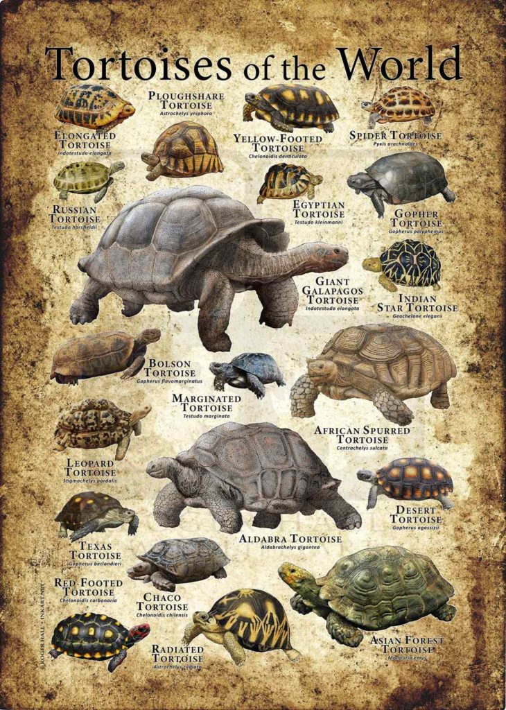 Tortoises of the World Poster Print – inkart