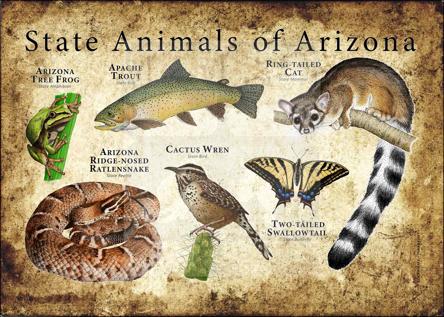 Arizona State Animals Poster Print Inkart Arizona State Animals Poster Print Inkart