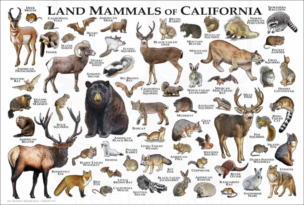 Land Mammals of California Poster Print