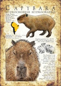 Capybara Poster Print - Wildlife Art