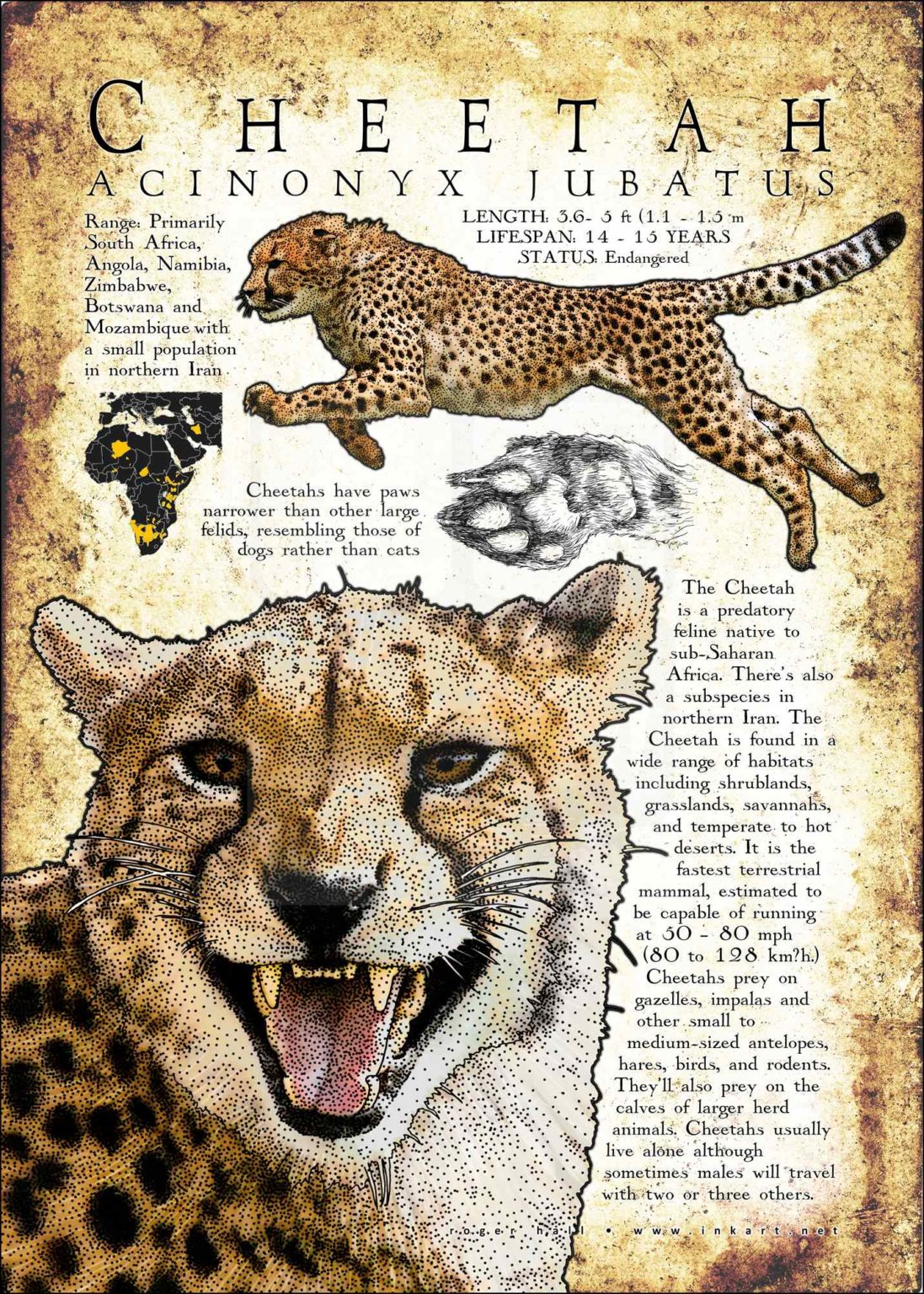 Cheetah Poster - Wildlife Illustration