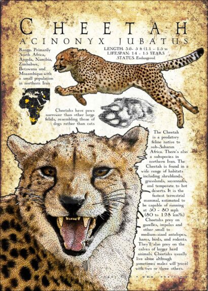 Cheetah Poster - Wildlife Illustration