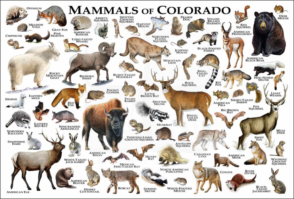 Mammals of Colorado Poster Print