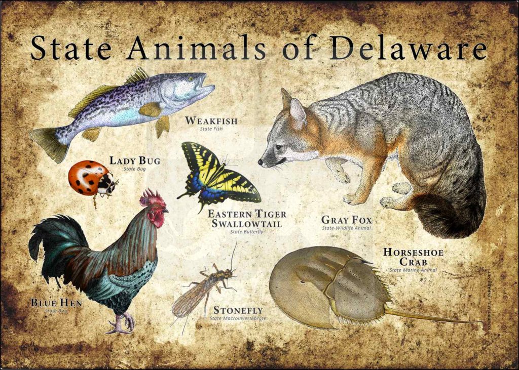 Florida State Animals Poster Print - inkart